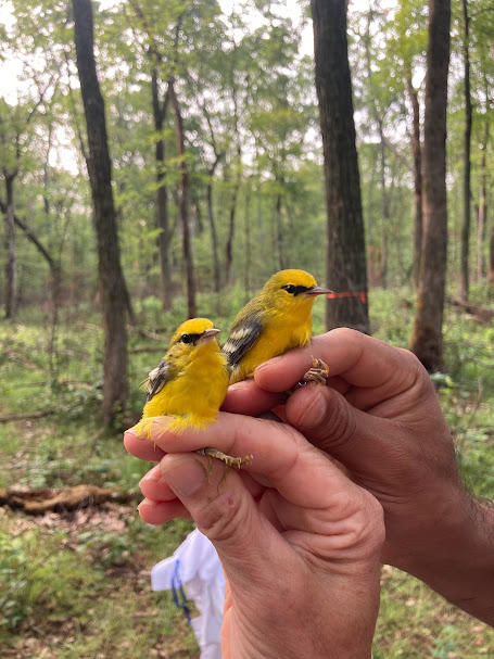 Avian Insectivores and Woodland Management – Baraboo Hills Ecology ...